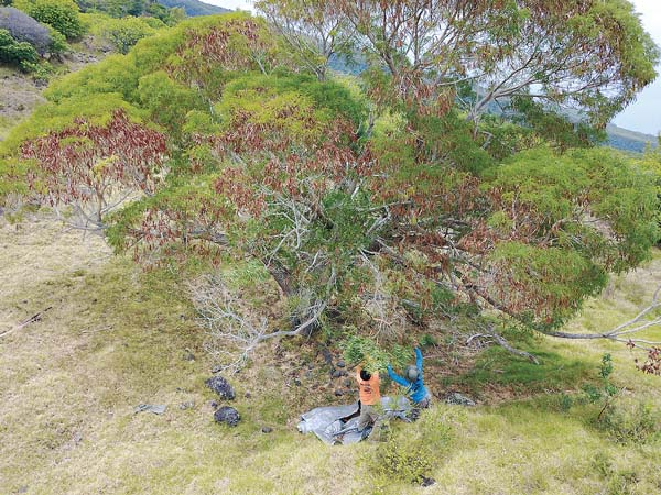 Maui’s watershed partnerships work to protect the aina | News, Sports ...